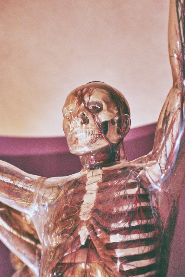 The Fathers of Modern Anatomy: The First Anatomists | Med School Insiders